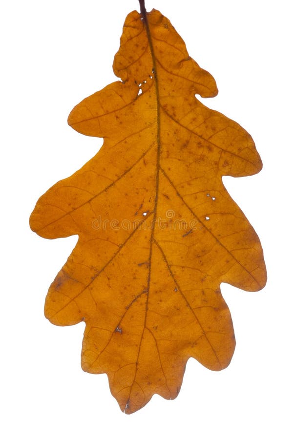 Eichenblatt stockbild. Bild von fallen, jahreszeit, verwelkt - 11493463
