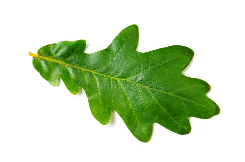 Eichenblatt stockfoto. Bild von baum, makro, getrennt - 14041028