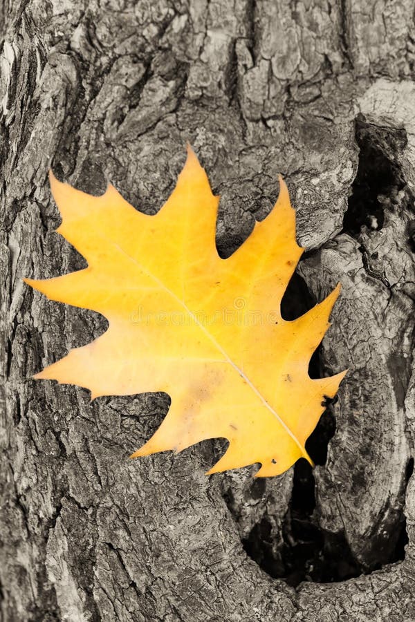 Eichenblatt stockfoto. Bild von blatt, oktober, trocken - 2638626