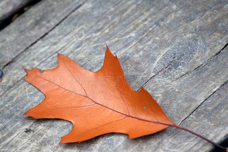 Eichenblatt stockfoto. Bild von eichenblatt - 3759918