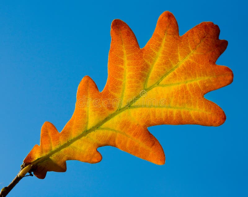 Eichenblatt stockbild. Bild von nahaufnahme, hintergründe - 7877019