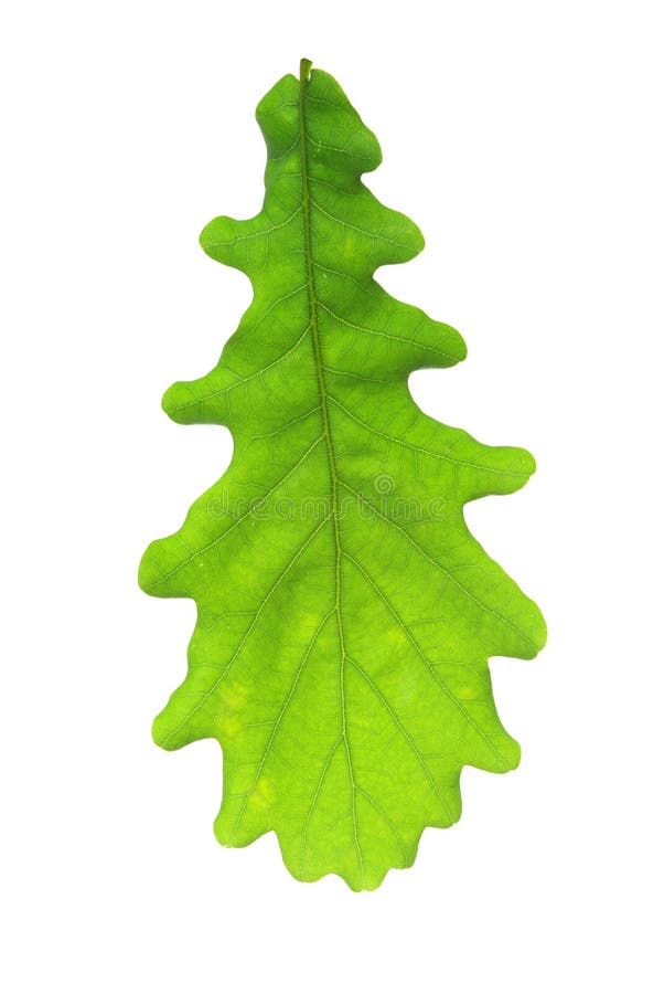Eichenblatt stockbild. Bild von fallen, jahreszeit, verwelkt - 11493463