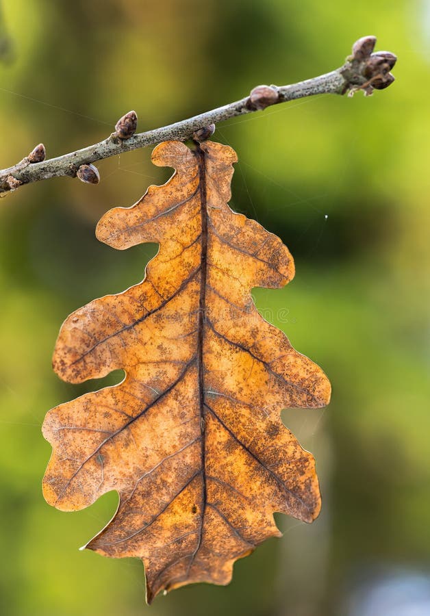 Eichenblatt Auf Einem Zweig Stockbild - Bild von laub, laubwechselnd ...