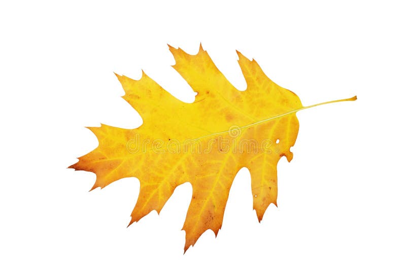 Eichenblatt stockfoto. Bild von botanik, einzeln, form - 5962930