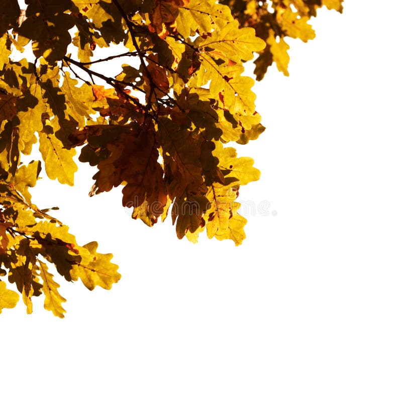 Eichenlaub, getrennt. stockfoto. Bild von schnitt, gelb - 16123648