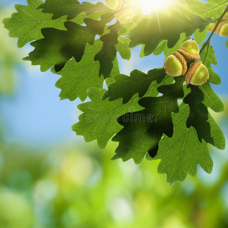 Eichenlaub mit Eichel stockfoto. Bild von eichel, eichenlaub - 41392614