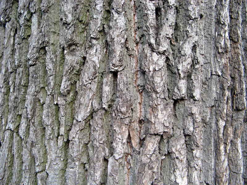Eichenrinde stockfoto. Bild von eiche, baum, nave, betrieb - 4903914