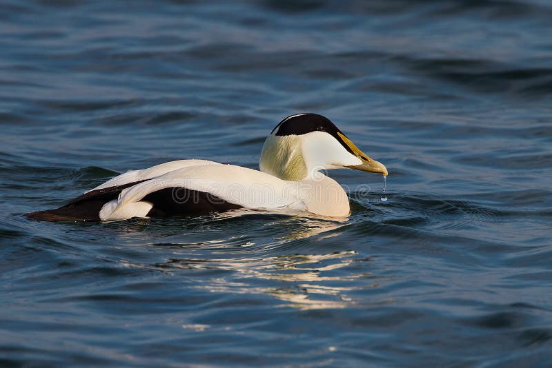 Caneton de canard d'Eider image stock. Image du simple - 45347437