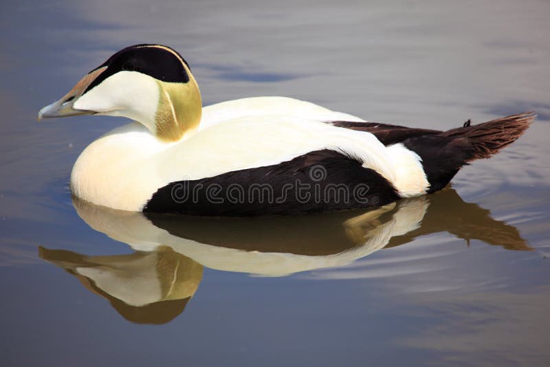 Eider à duvet de canard image stock. Image du clavettes - 9557823