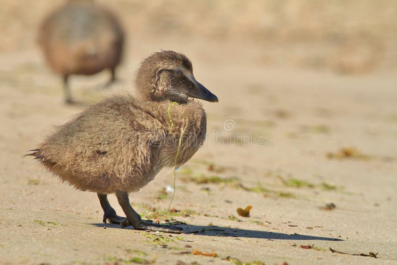 Eider Duck ducklings stock image. Image of fluffy, feathers - 45351893
