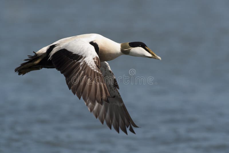 Eider duck in flight stock photo. Image of water, scotland - 12786214