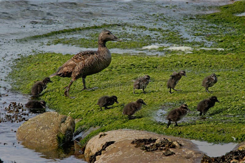 Eider Duck and Her Ducklings Stock Image - Image of wildlife, european ...