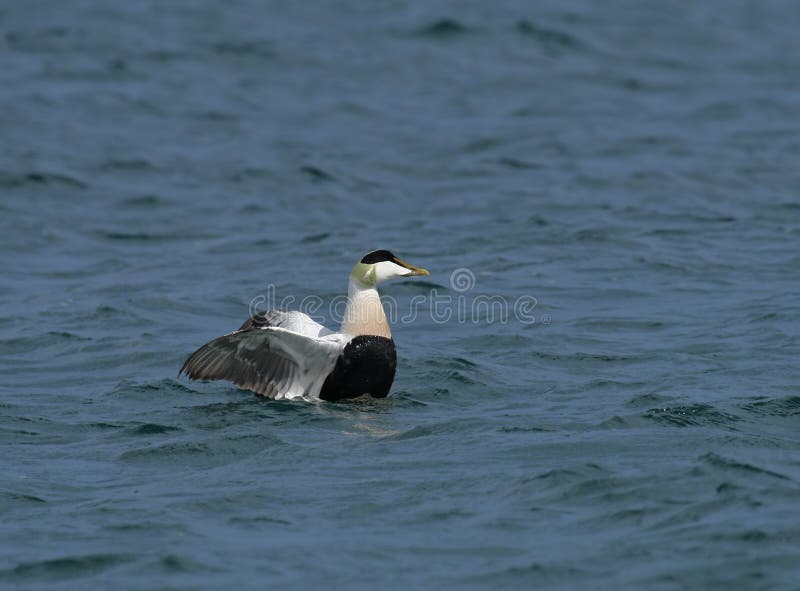 Eider Duck Male Flapping Wings Stock Photo - Image of feather, blush ...