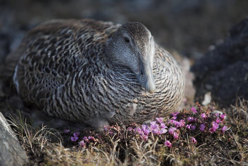 Eider duck nesting stock image. Image of wild, bird, tundra - 20857679