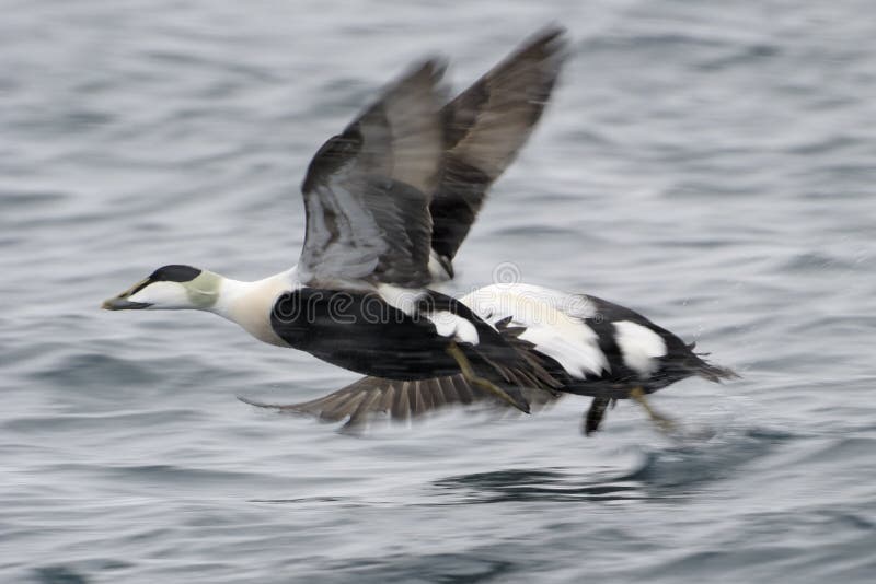 Eider Ducks Flying Stock Photos - Free & Royalty-Free Stock Photos from ...