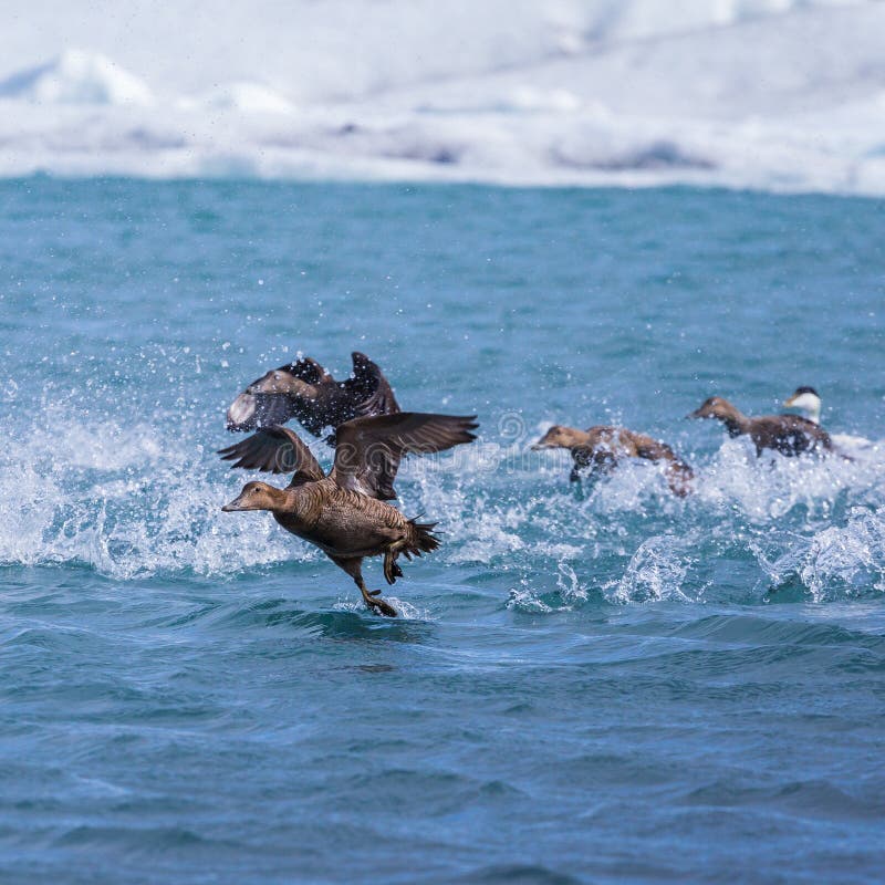 Eider Ducks Flying Stock Photos - Free & Royalty-Free Stock Photos from ...