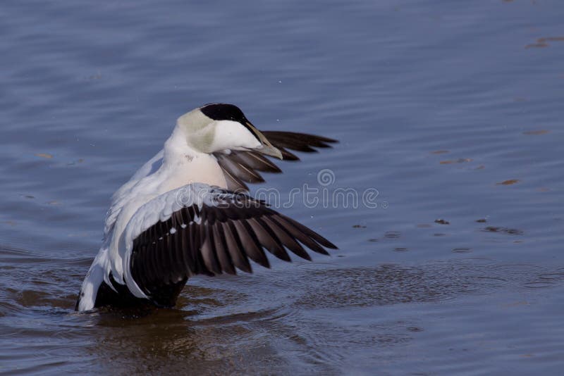 Eider stretching its wings stock photo. Image of duck - 24822584
