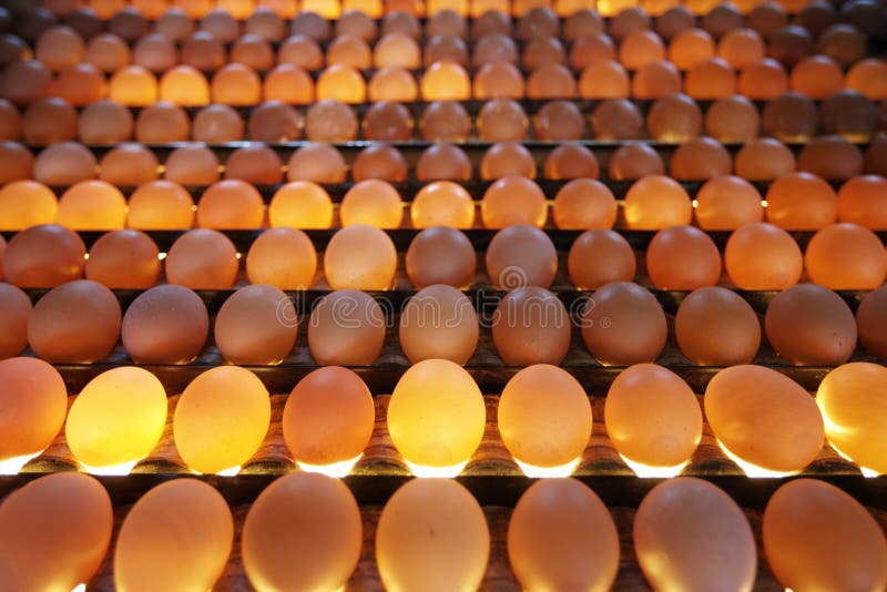 Egg stockfoto. Bild von schutz, eier, suchvorgang, frühjahr - 2233660