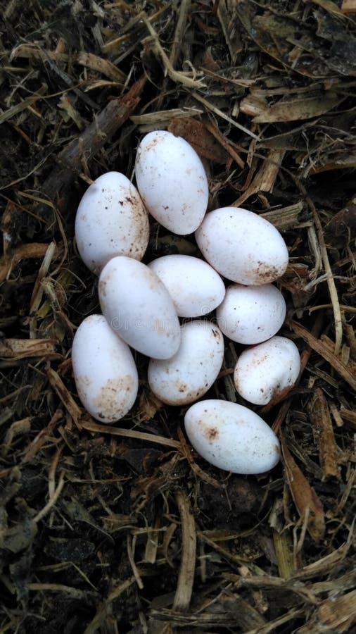 Eier der Eidechse stockfoto. Bild von leben, mann, hand - 24373560