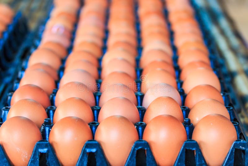 Eier stockbild. Bild von kochen, wachsen, eierschale - 37570173