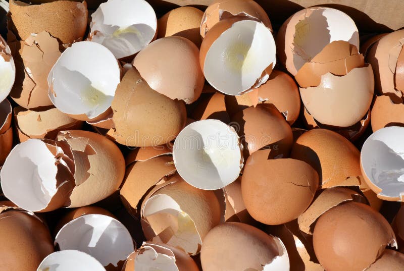 Eierschalen stockfoto. Bild von leer, nahrung, vogel - 24537072