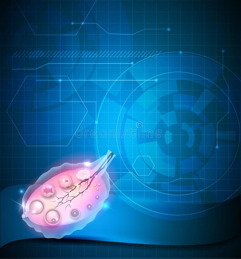 Eierstock und Ovulation vektor abbildung. Illustration von zellen ...