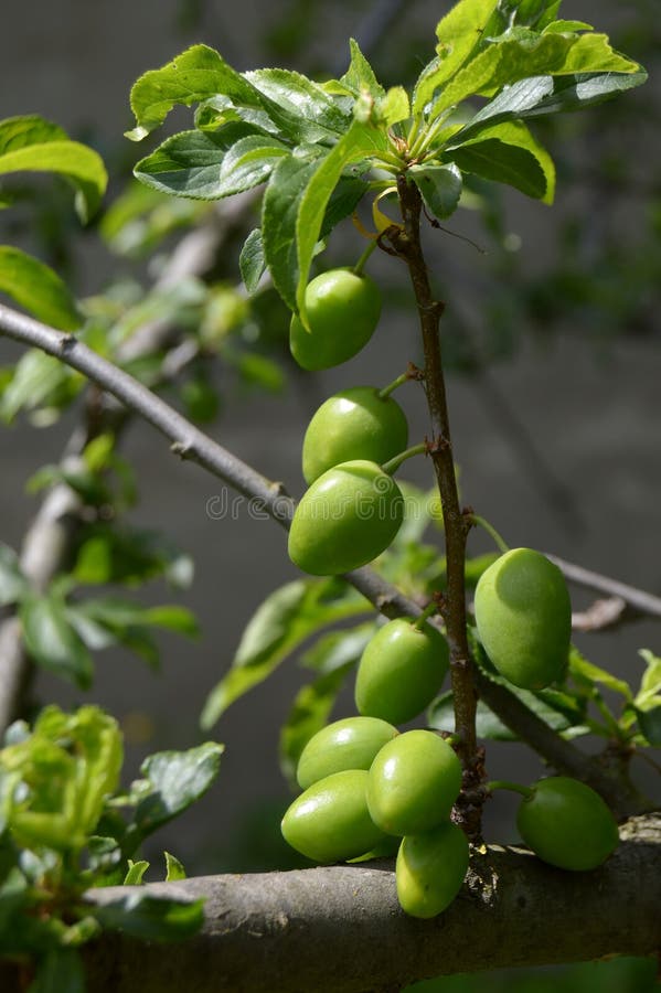 Pruim stock afbeelding. Image of rood, vers, pruim, purper - 61621475