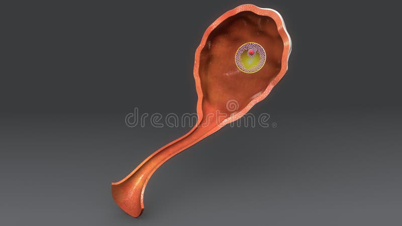 Eierstokanatomie stock afbeelding. Image of lymfe, wijfje - 84221371