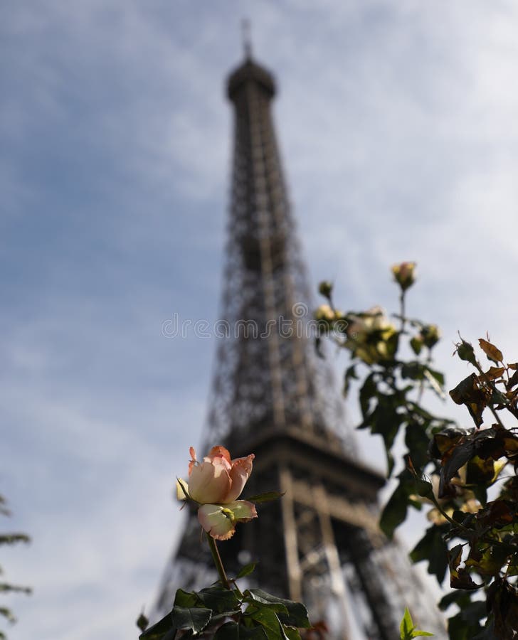 Torre Eiffel con las rosas foto de archivo. Imagen de elegancia - 48074312