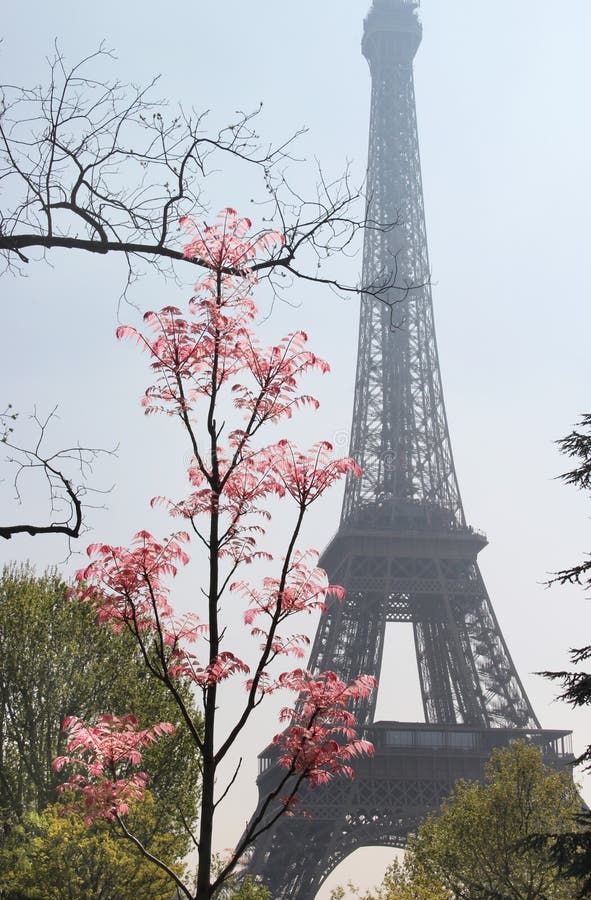 Eiffel Tower in Bloom and Nice Sunny Day, Paris Stock Photo - Image of ...