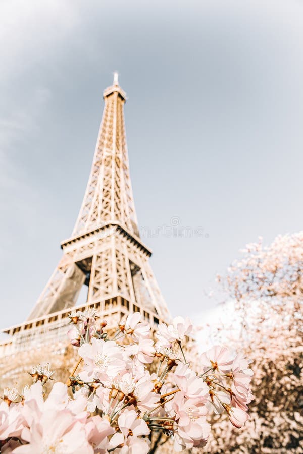Eiffel Tower. Blooming Sakura Tree Stock Image - Image of pink, europe ...