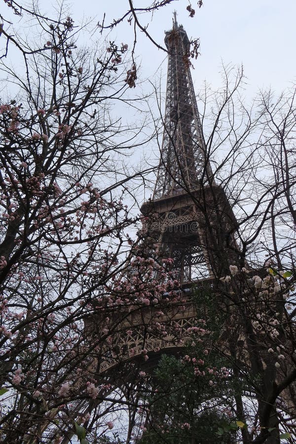 The Eiffel Tower in Paris and Flowering Trees Stock Image - Image of ...