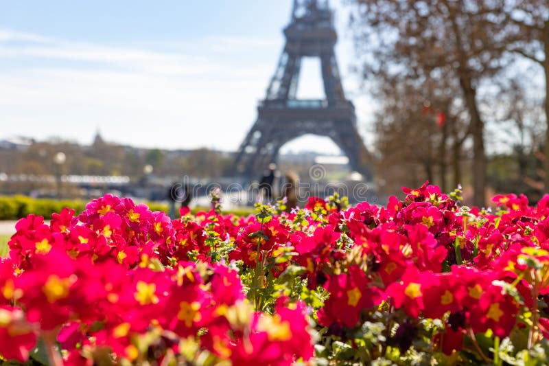 Eiffel Tower and Red Flowers on the Foreground Stock Image - Image of ...