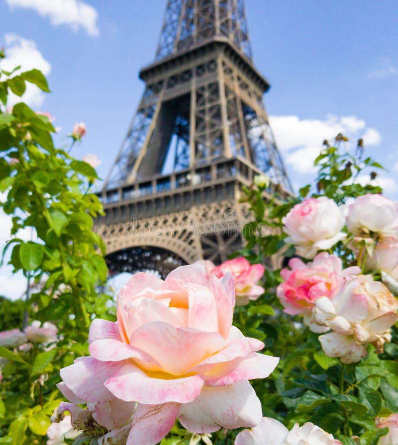 Eiffel tower with rose stock photo. Image of tree, tower - 192682670