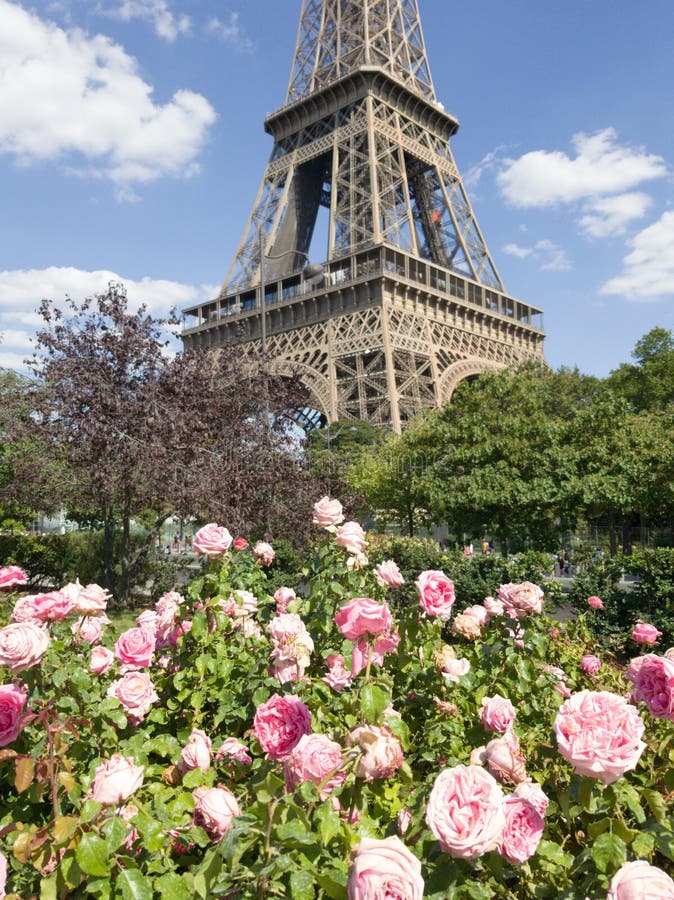 Eiffel tower with rose stock image. Image of landmark - 192683457