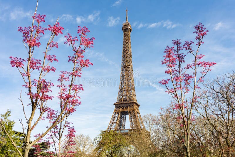 Eiffel Tower in Spring, Paris, France Stock Image - Image of sakura ...