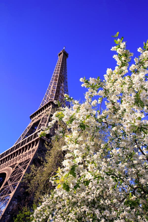Eiffel Tower in Spring Time Stock Image - Image of city, magnolia: 62047587