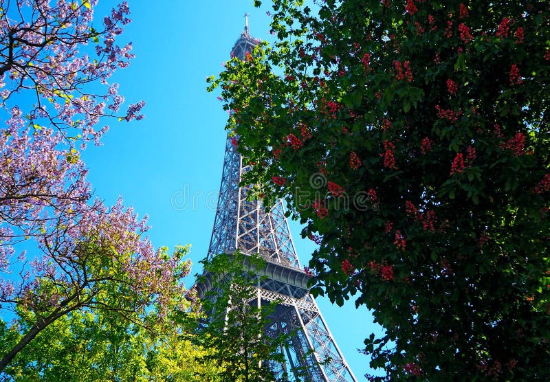 Eiffel Tower with Spring Tree in Paris, France Stock Photo - Image of ...