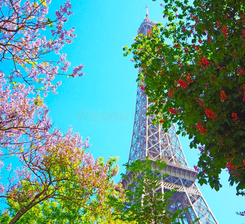 Spring in Paris, Red Chestnuts in Tuileries Garden in Paris, France ...