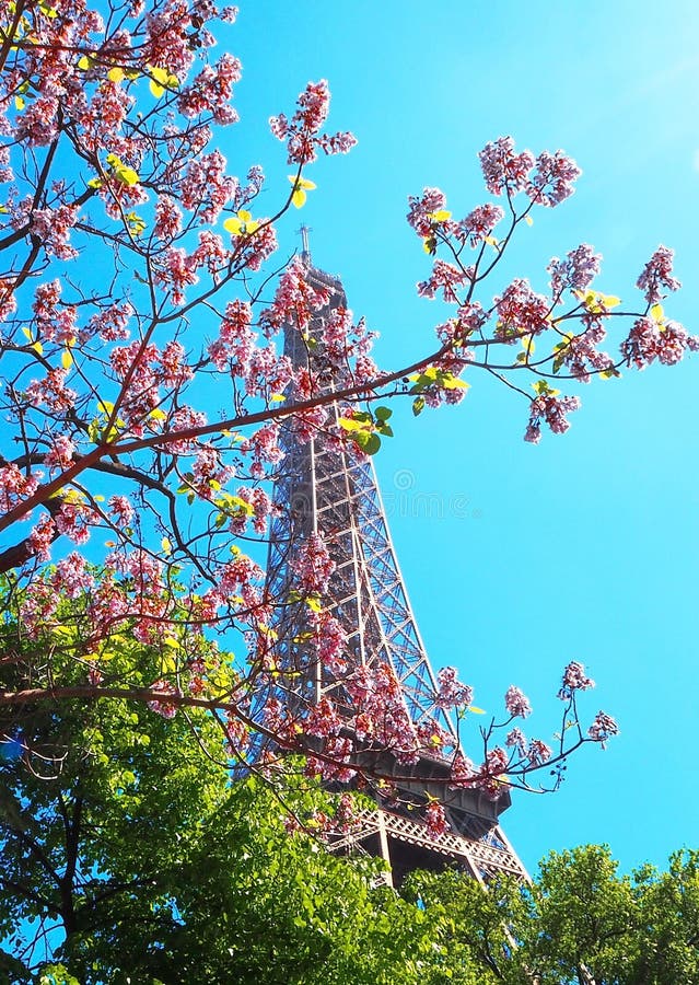 Spring in Paris, Red Chestnuts in Tuileries Garden in Paris, France ...
