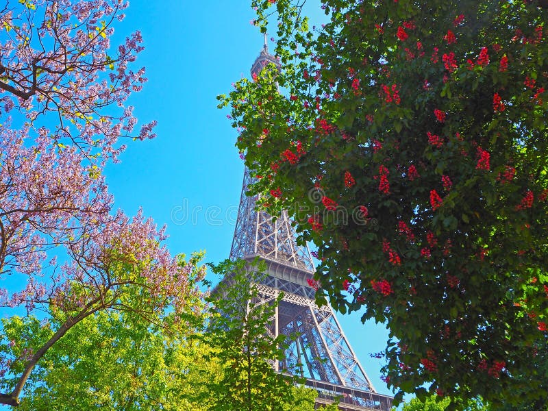 Eiffel Tower with Spring Tree in Paris, France Stock Photo - Image of ...