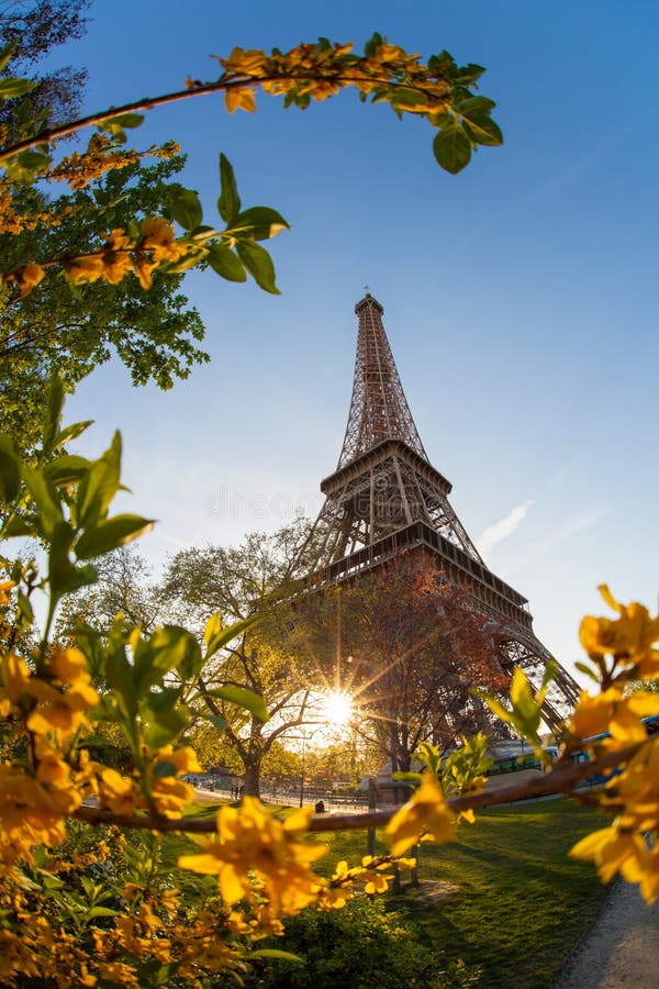 Eiffel Tower with Spring Tree in Paris, France Stock Photo - Image of ...