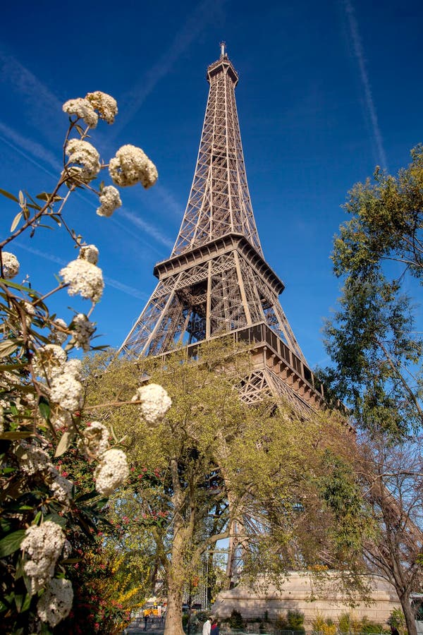 Eiffel Tower with Spring Tree in Paris, France Stock Image - Image of ...