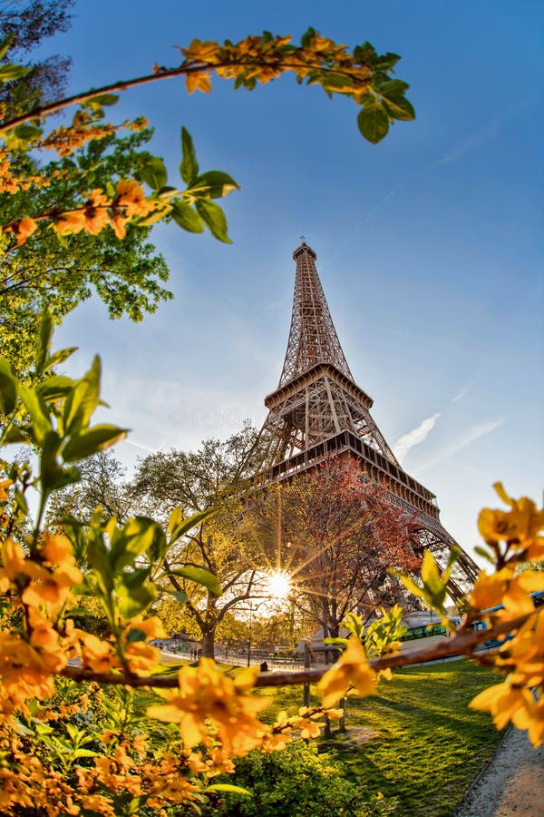Eiffel Tower with Spring Tree in Paris, France Stock Photo - Image of ...