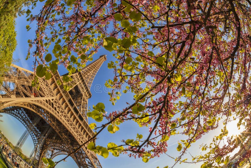 Eiffel Tower with Spring Tree in Paris, France Stock Image - Image of ...