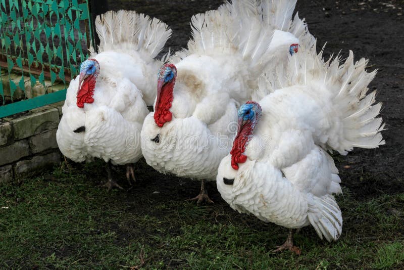 Eigengemaakte Witte Kalkoenen Stock Afbeelding - Image of één, hoofd ...