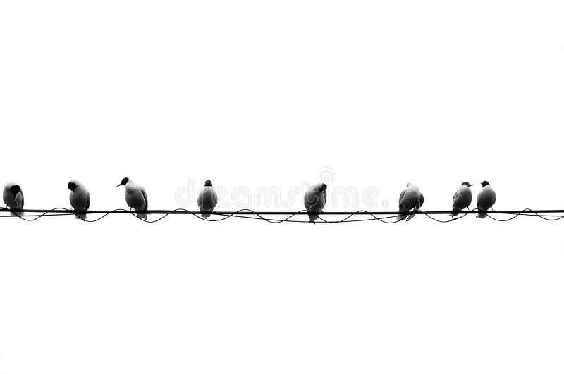 Eight Birds on a Wire stock image. Image of monochrome - 28500711