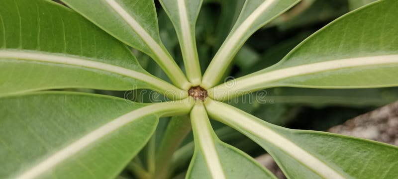 Eight Branches for the Leaves. Stock Photo - Image of branch, lawn ...