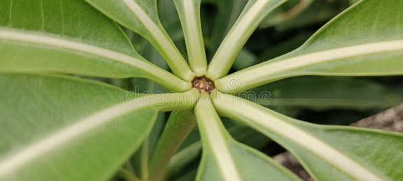 Eight Branches for the Leaves. Stock Image - Image of green, tree ...