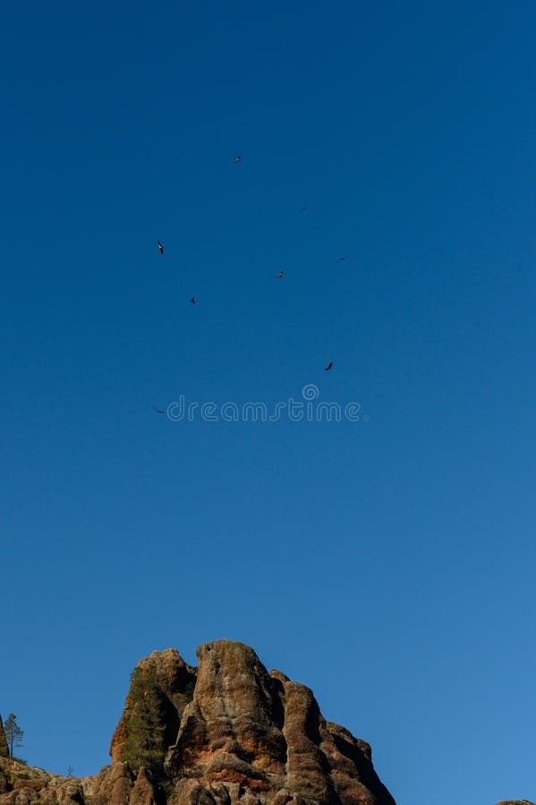 Eight California Condors Soar on Blue Sky Stock Image - Image of flying ...